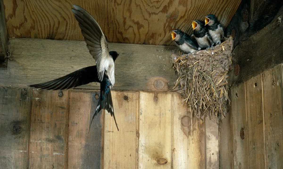 Có câu nói dân gian: 'Hai con chim bay vào cửa, dù không giàu cũng vẫn ...