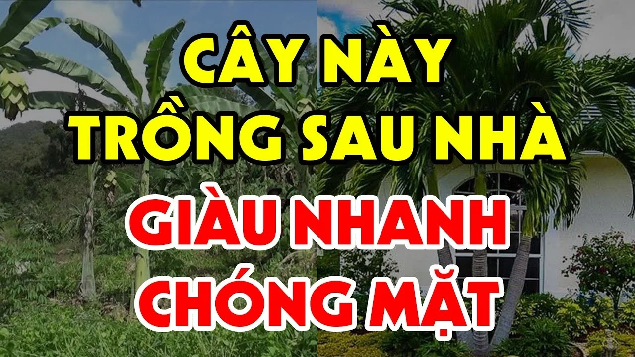 3-cay-trong-truoc-cua-chan-duong-than-tai-trong-sau-nha-tran-giu-cua ...