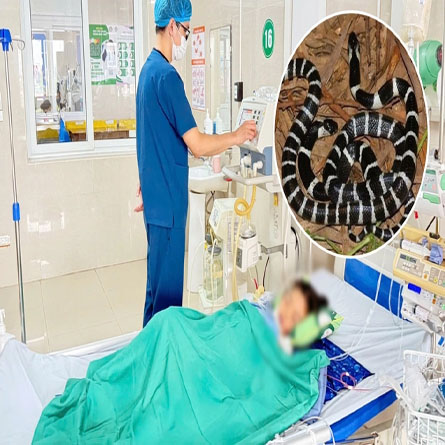 Rắn cạp nia chui ra từ điều hòa, bò lên người cắn bé gái 7 tuổi ở Ninh ...